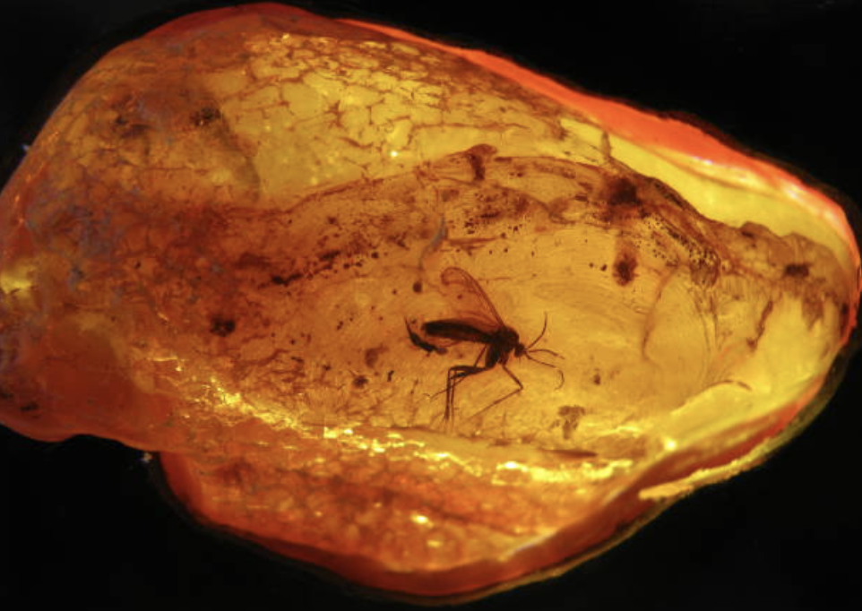 Diary of a Prehistoric Insect - McSweeney’s Internet Tendency