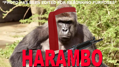 Rebunking Conspiracy Theories: Harambe - McSweeney’s Internet Tendency